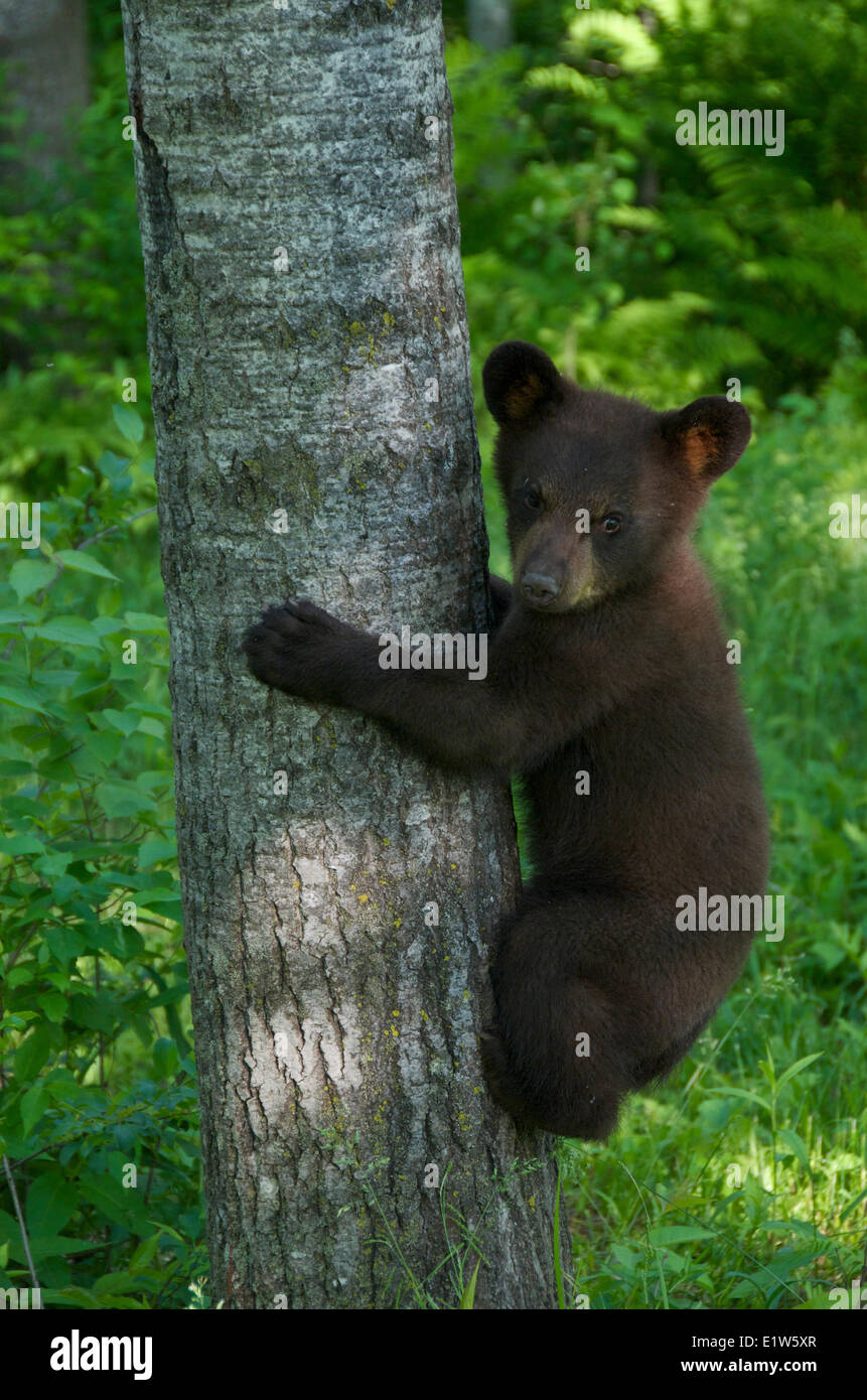 Cinnamon phase black bear cub hi-res stock photography and images - Alamy