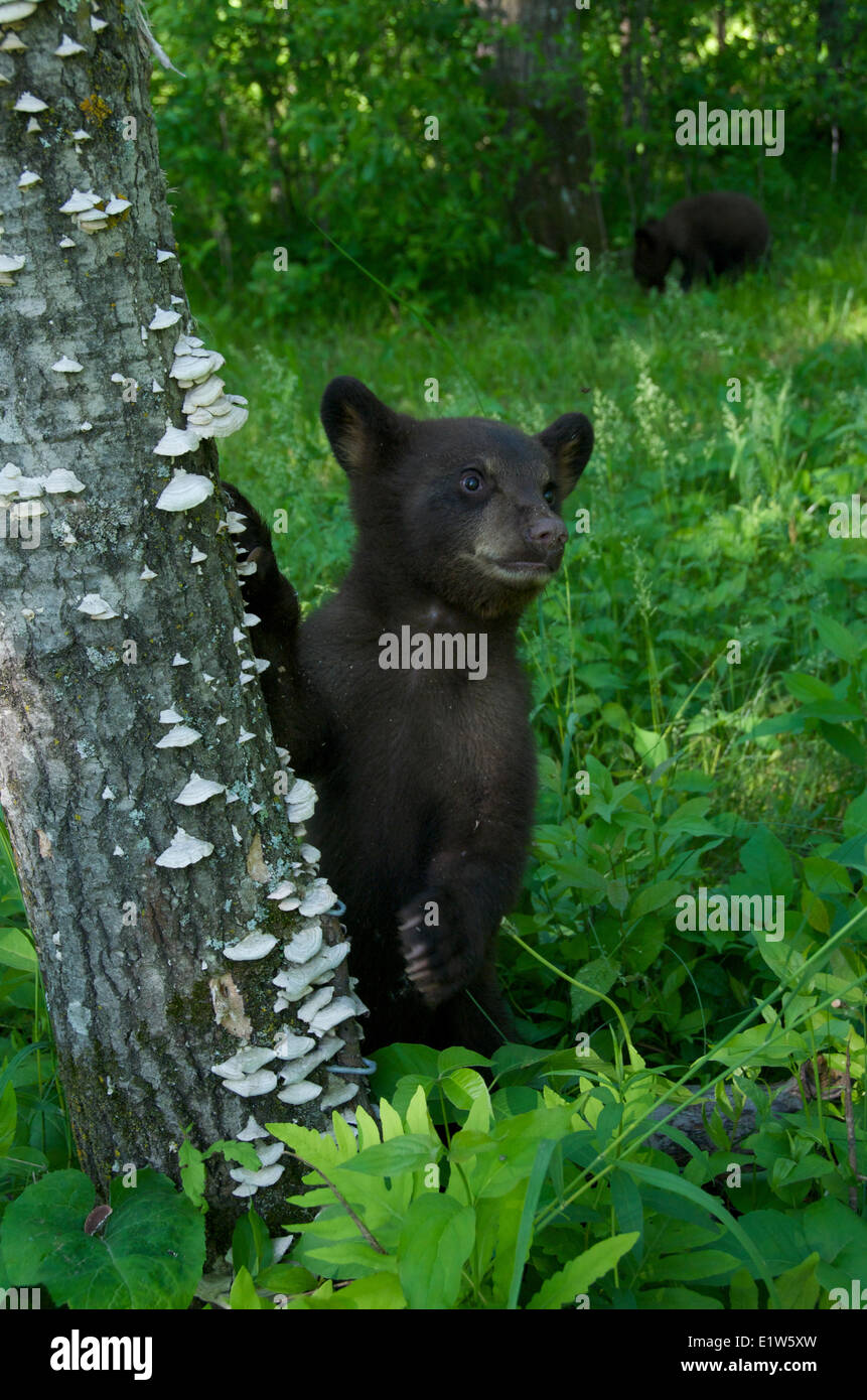 American Black Bear cubs exploring in spring forest, Ursus americanus ...