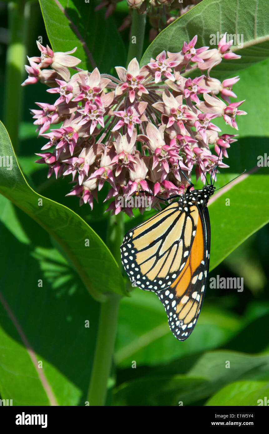 Feeding on blooming common milkweed asclepias syriaca lake superior hi ...