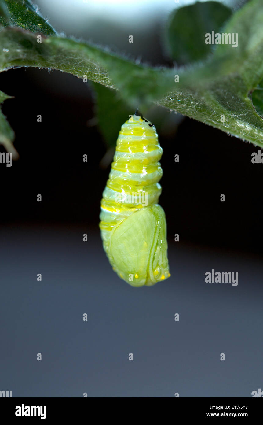 Monarch butterfly caterpillar, Danaus plexippus, just changing into ...