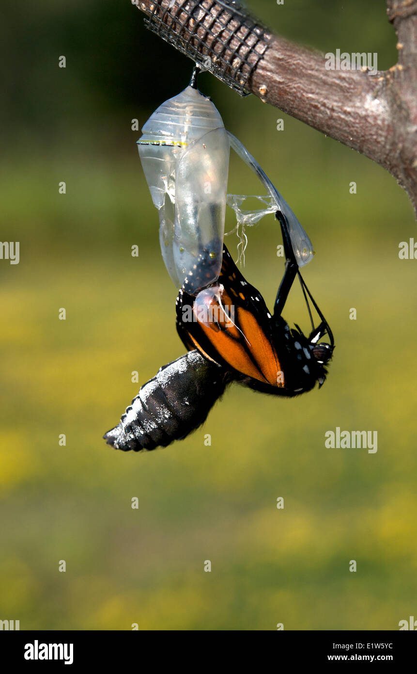 Butterfly Emerging From Cocoon Gif