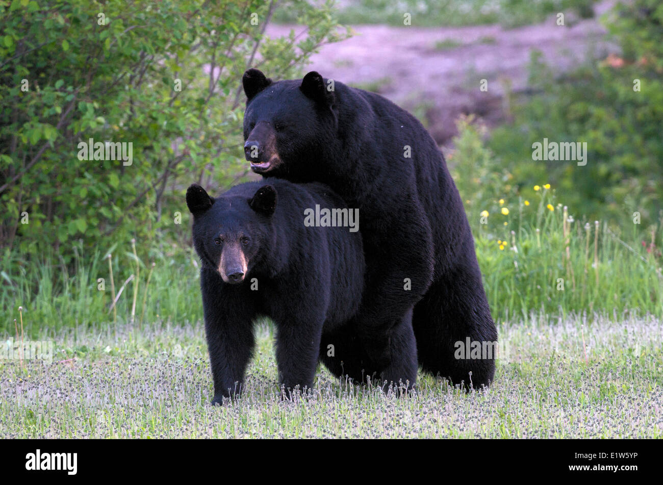 Humping hi-res stock photography and images - Alamy