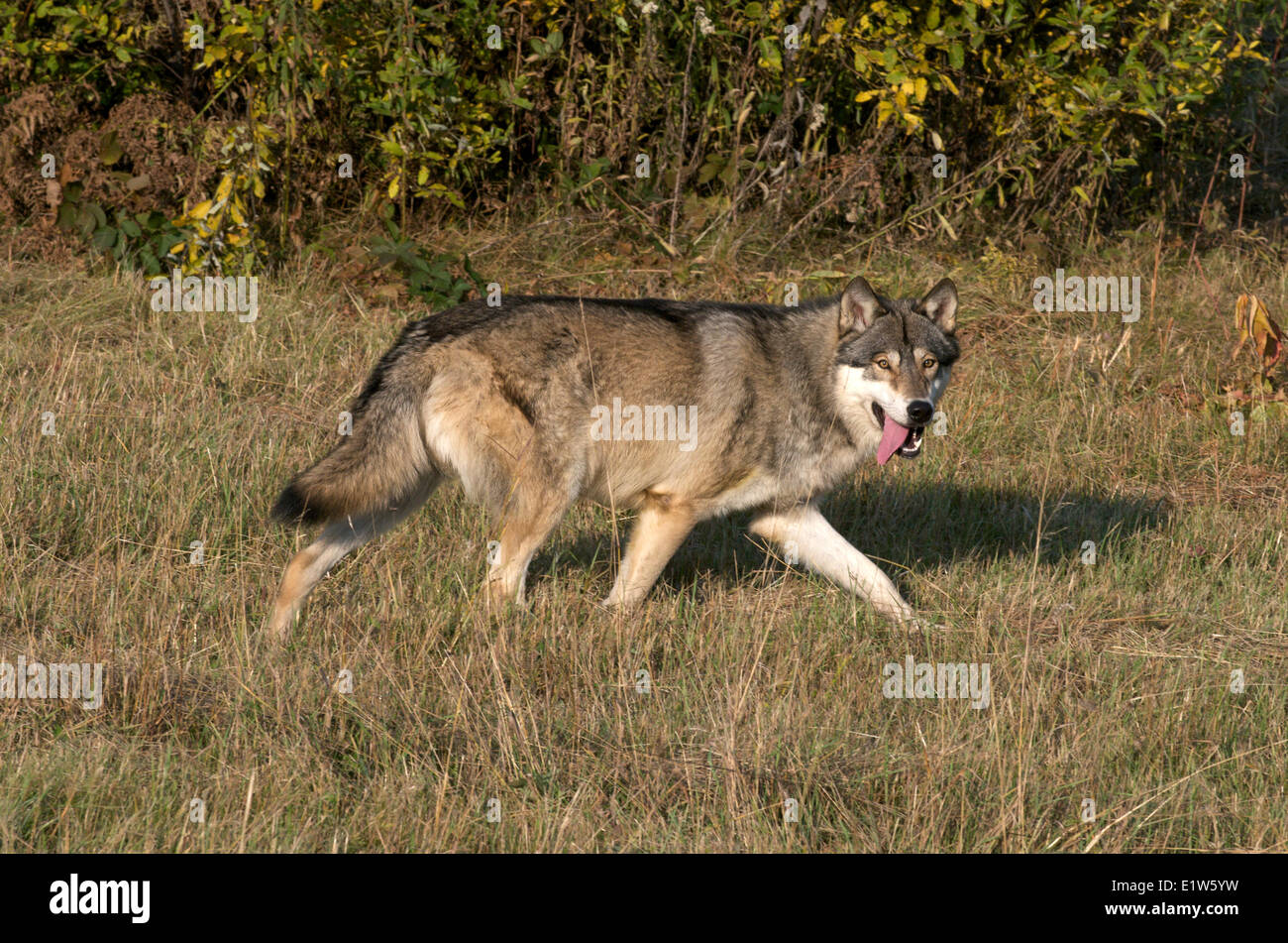 Running in tall dried grasses hi-res stock photography and images - Alamy