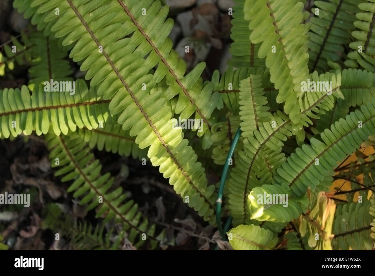 Ferns in the garden hi-res stock photography and images - Alamy