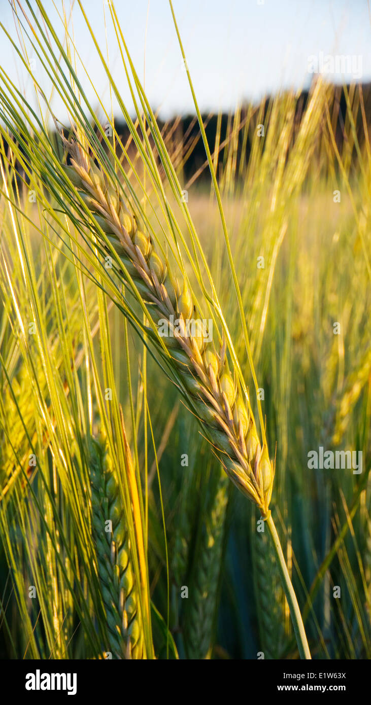 Wheat field in nova scotia hi-res stock photography and images - Alamy