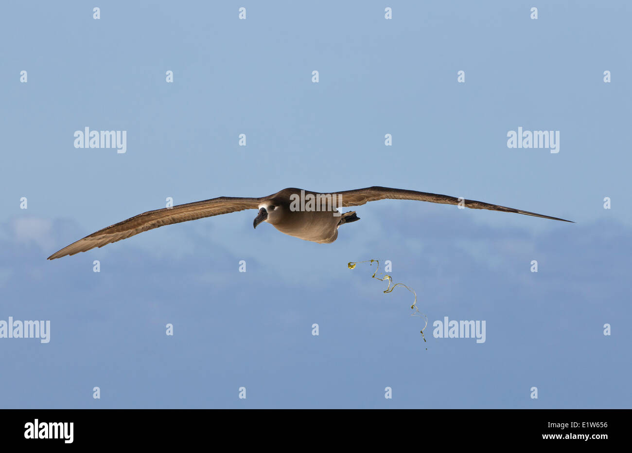 Black-footed albatross (Phoebastria nigripes) defecating in mid-air ...
