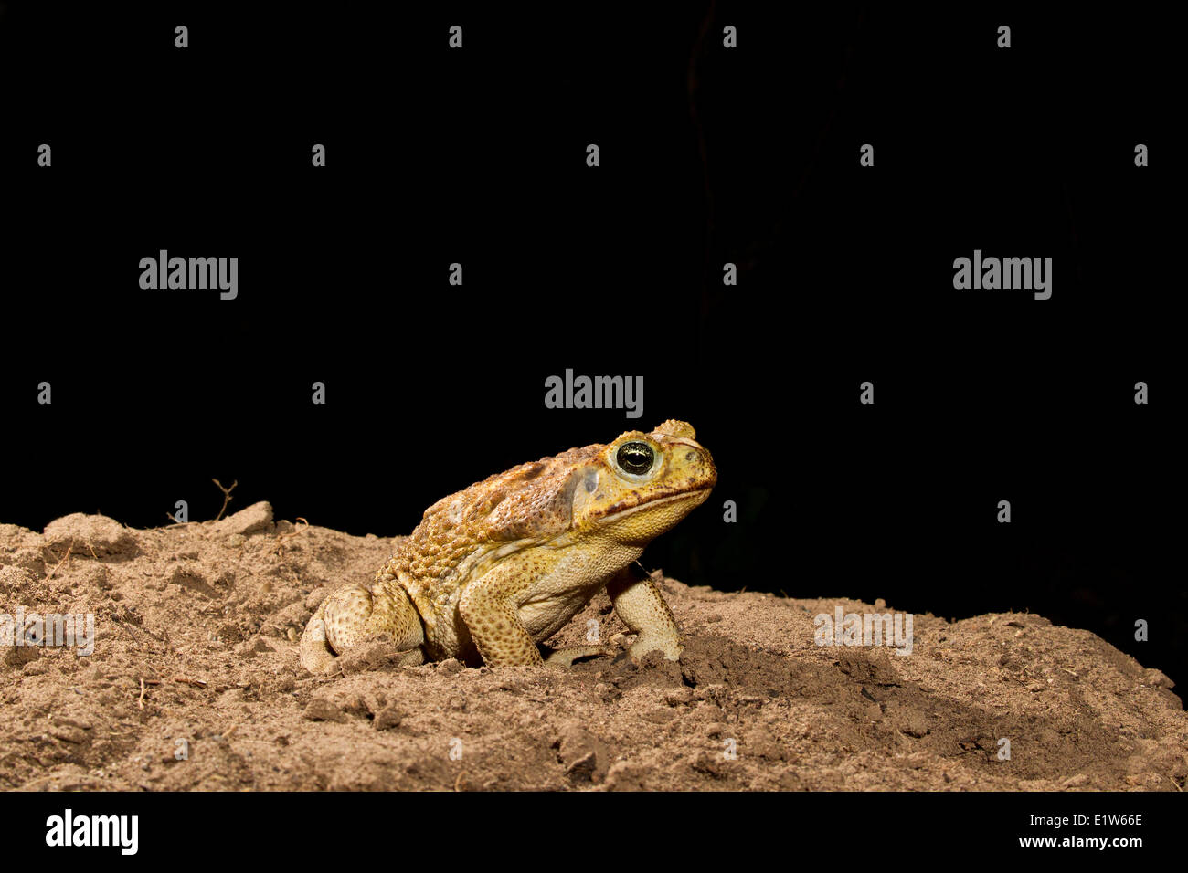 Cane toad (Bufo marinus), (very briefly controlled), Edinburg, South ...