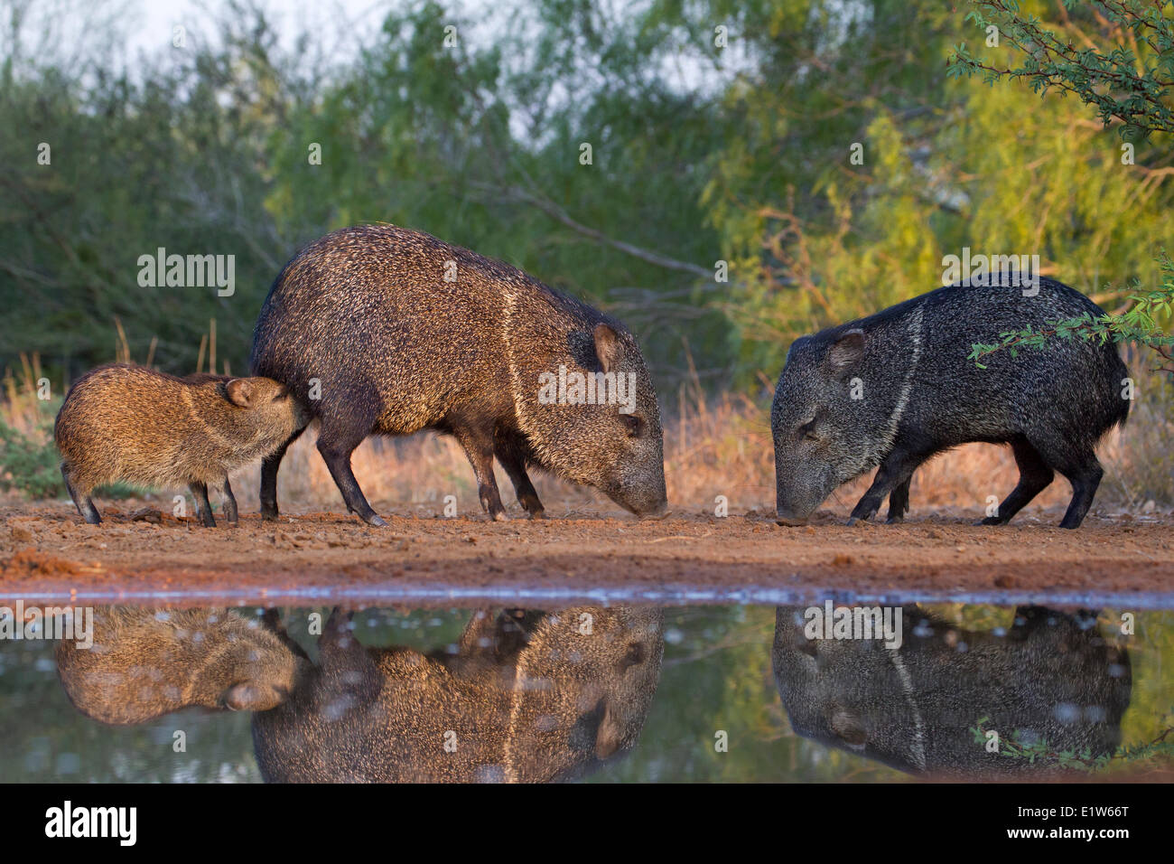 Collared Peccary Stock Photos & Collared Peccary Stock Images - Alamy