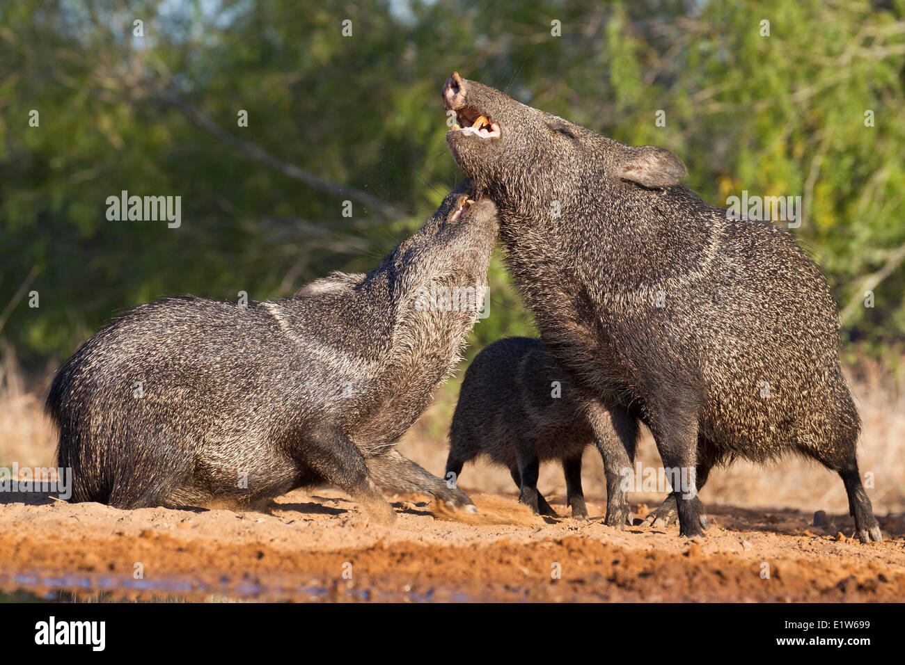 Animals Confrontation Group High Resolution Stock Photography and ...