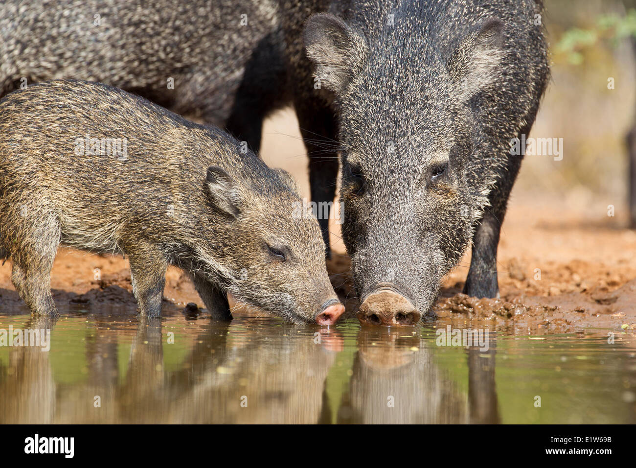 Collared peccary (Pecari tajacu), adults and young, drinking, Santa ...