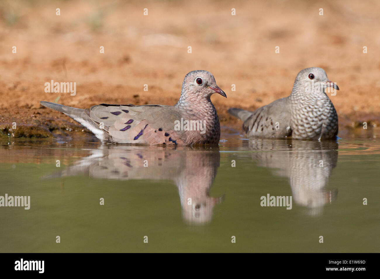 Common ground dove pair hi-res stock photography and images - Alamy