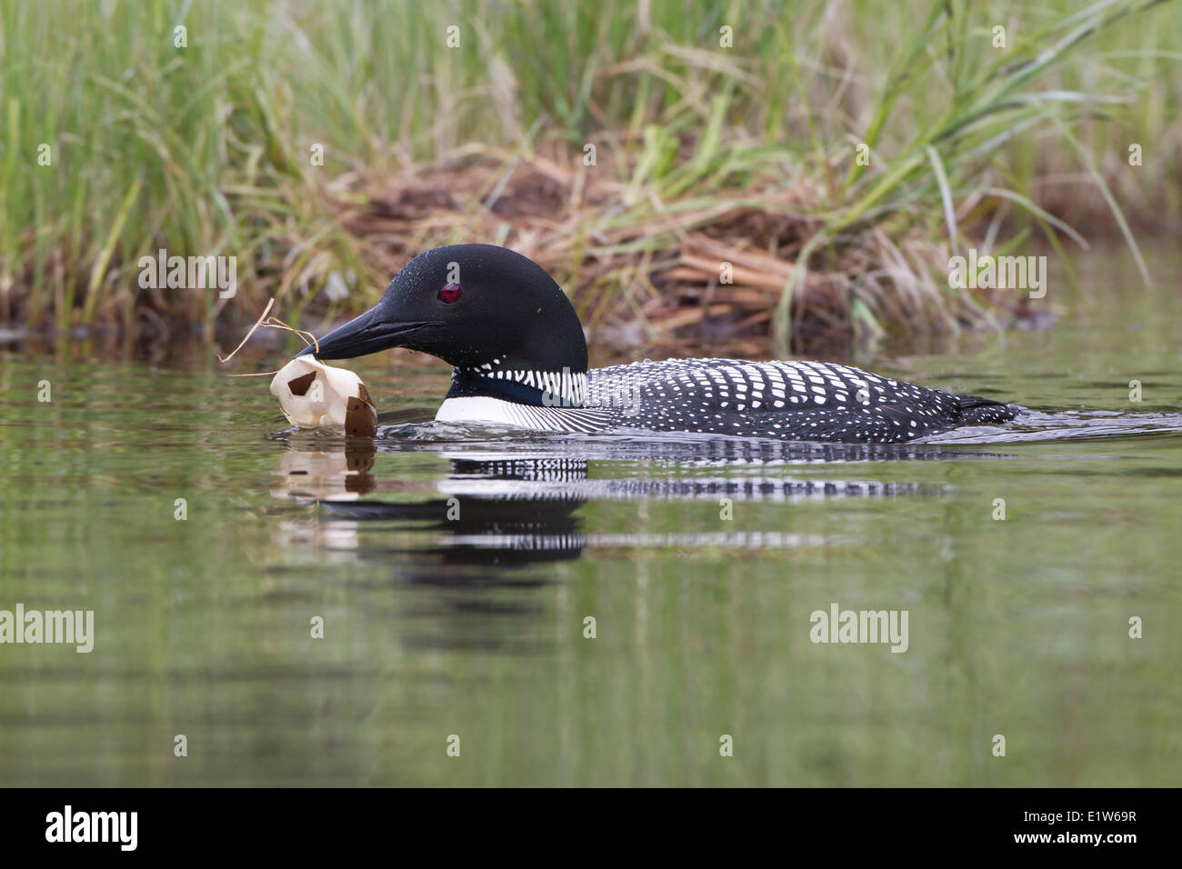 Loons nest High Resolution Stock Photography and Images - Alamy