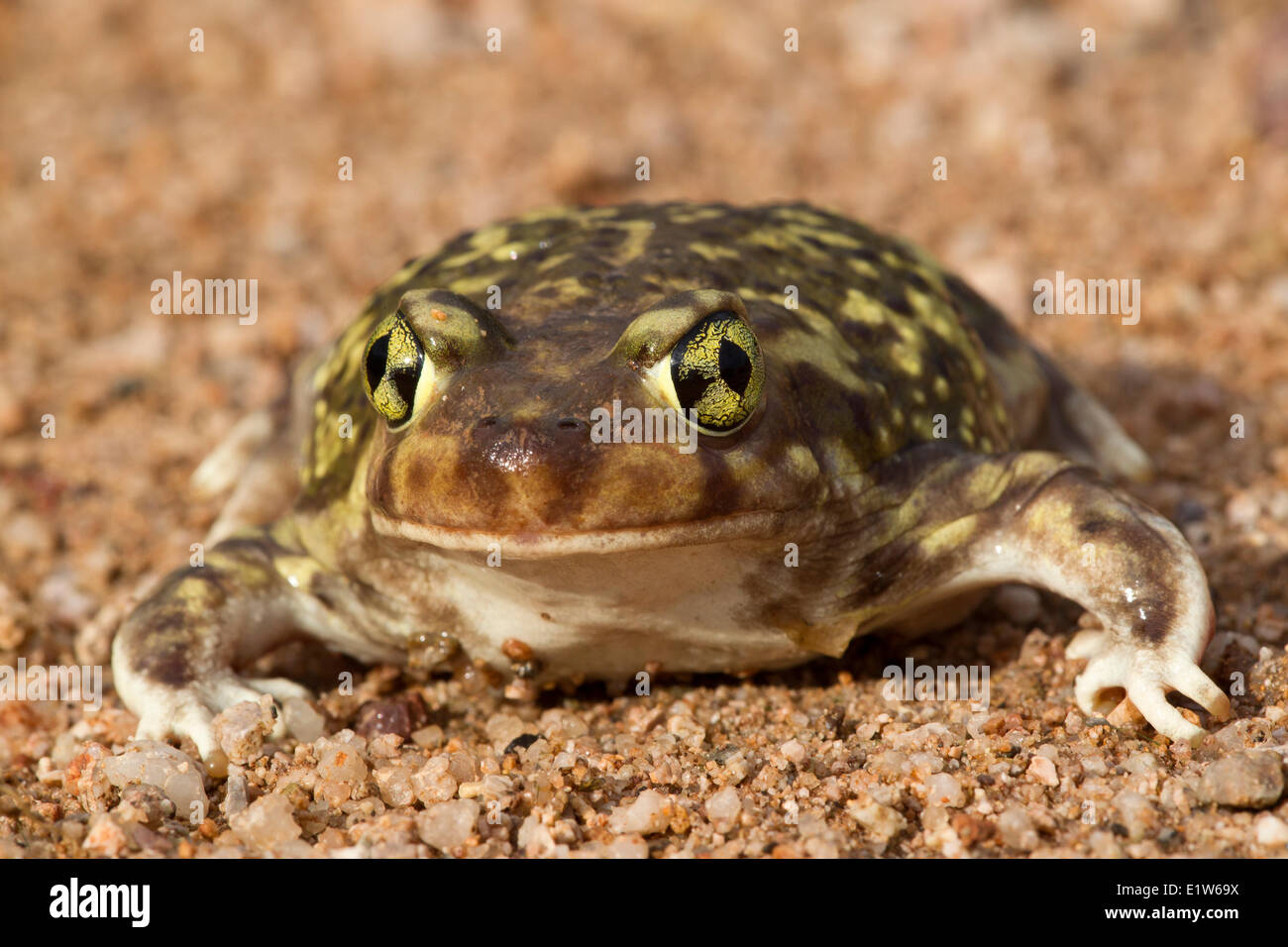 Spadefoot toads hi-res stock photography and images - Alamy