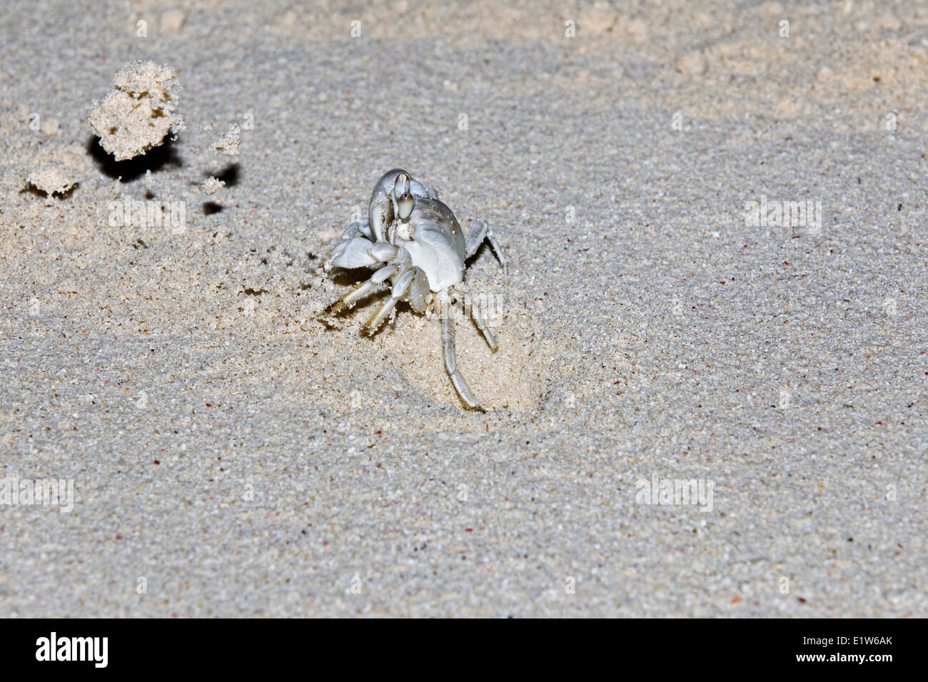 Crab digging out of sand hi-res stock photography and images - Alamy