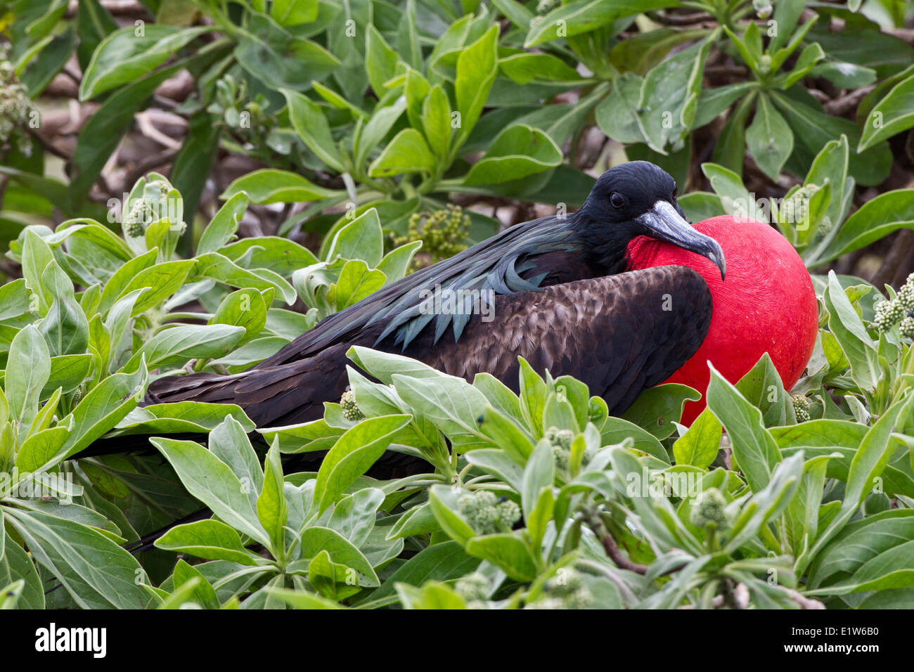 Male Frigatebird Displaying High Resolution Stock Photography and ...