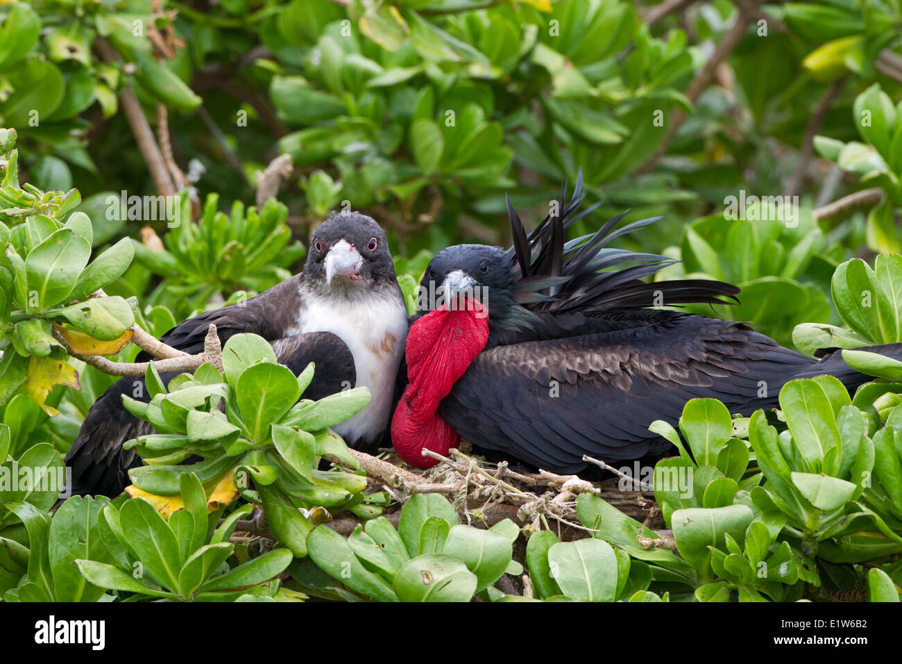 Great frigatebird (Fregata minor palmerstoni) male female at nest in ...