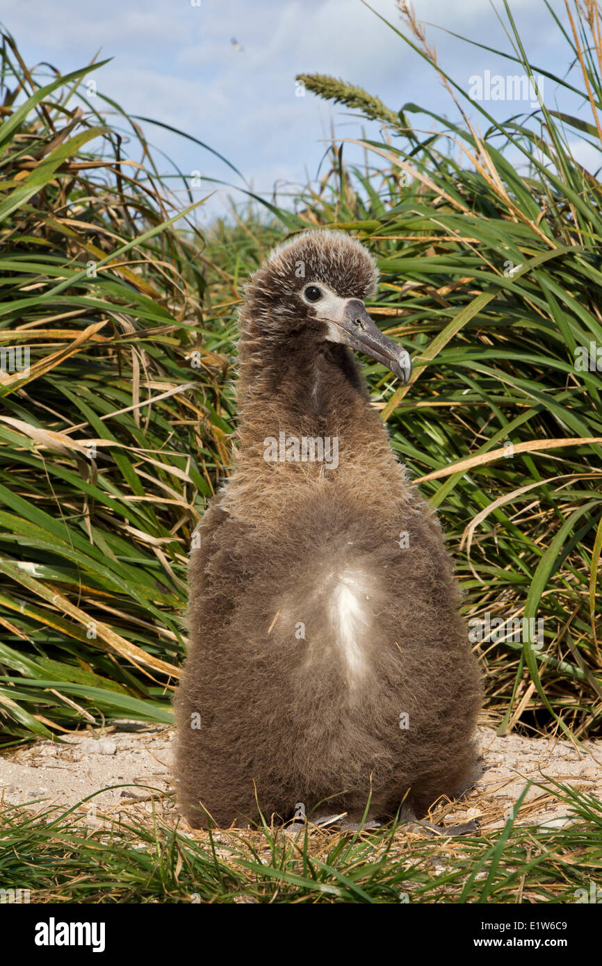 Laysan albatross (Phoebastria immutabilis) chick among native bunch ...