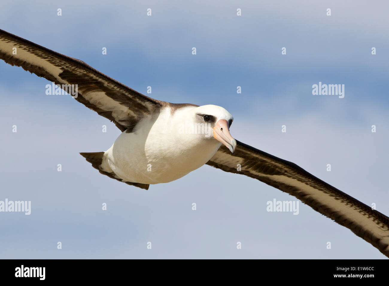 Laysan albatross (Phoebastria immutabilis) in flight off Sand Island ...