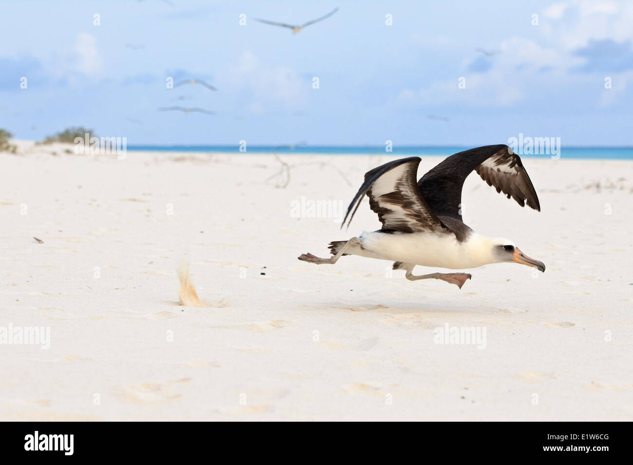 Laysan albatross (Phoebastria immutabilis) running on beach to take off ...