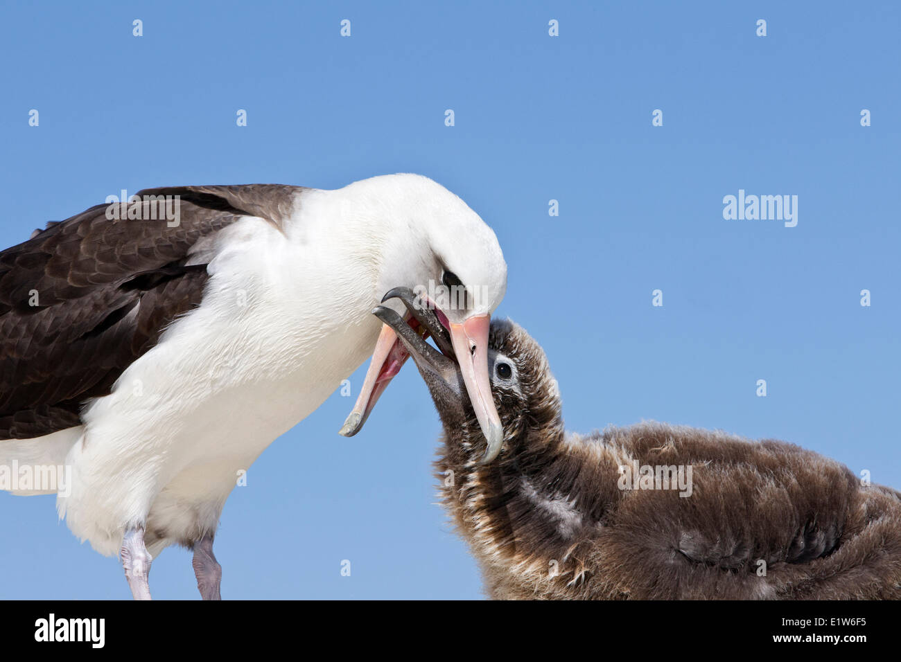 Food species hi-res stock photography and images - Alamy