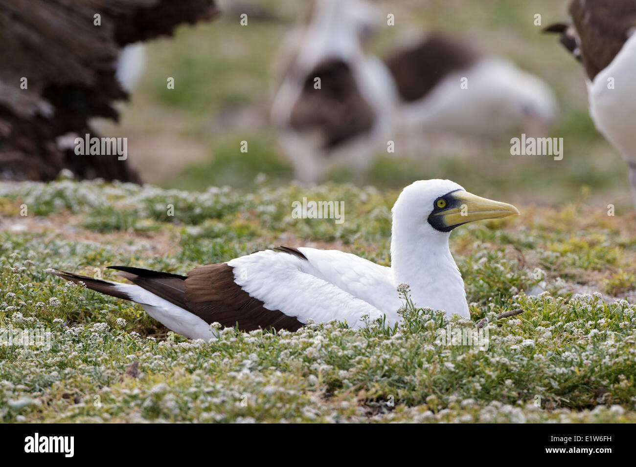 Masked booby (Sula dactylatra) on nest Eastern Island Midway Atoll ...