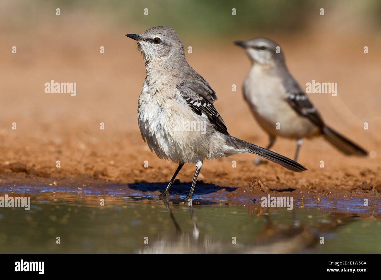 Texas mockingbird hi-res stock photography and images - Alamy