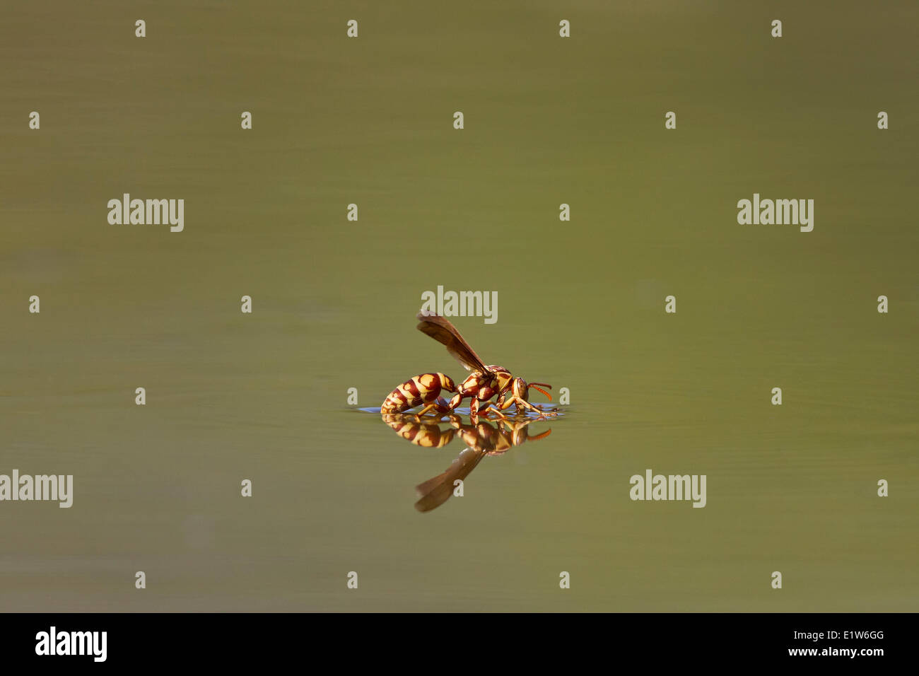 Paper wasp (Polistes sp.), drinking water from surface of pond, Laguna ...