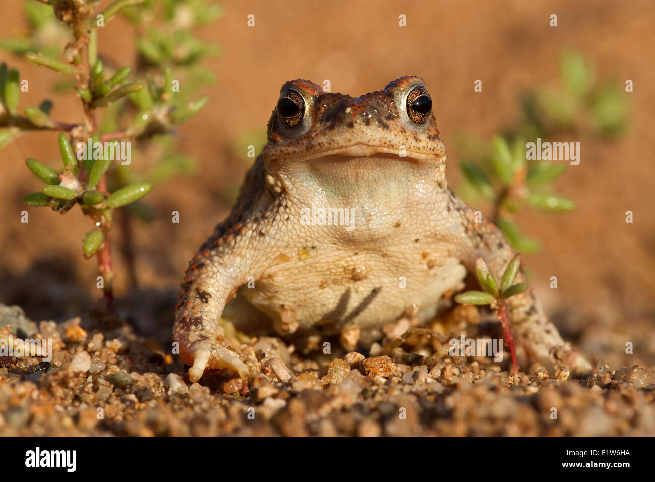 Red-spotted toad (Bufo punctatus), Amado, Arizona. (temporarily captive ...