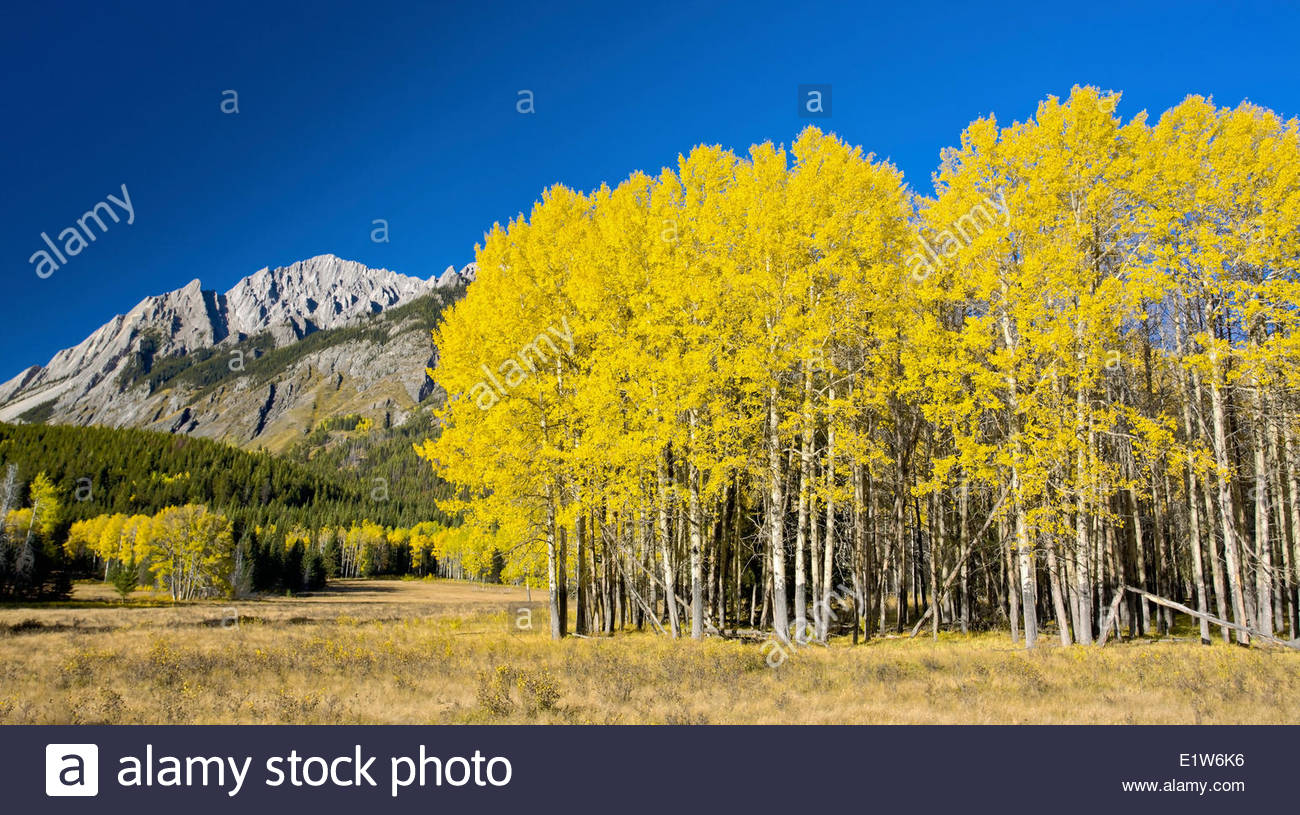 Trembling Aspens Stock Photos & Trembling Aspens Stock Images - Alamy