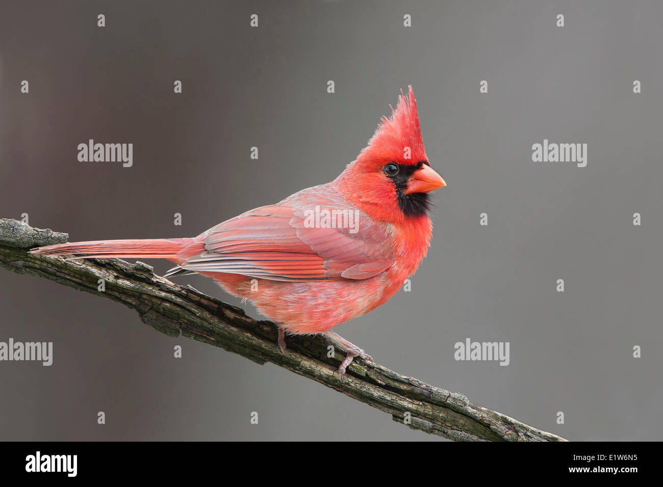 Common Cardinal High Resolution Stock Photography and Images - Alamy