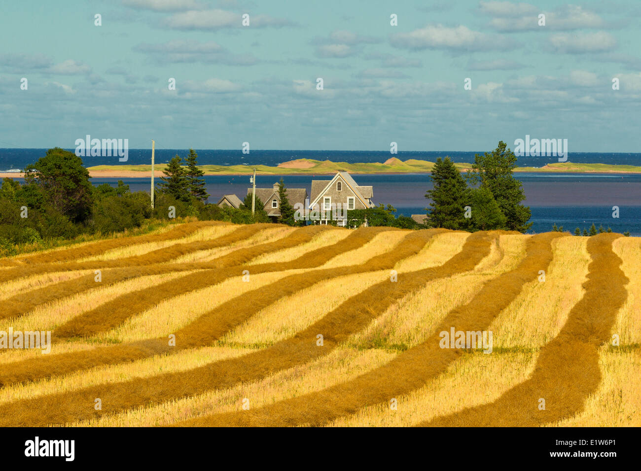 Farm, Springbrook, Prince Edward Island, Canada Stock Photo - Alamy