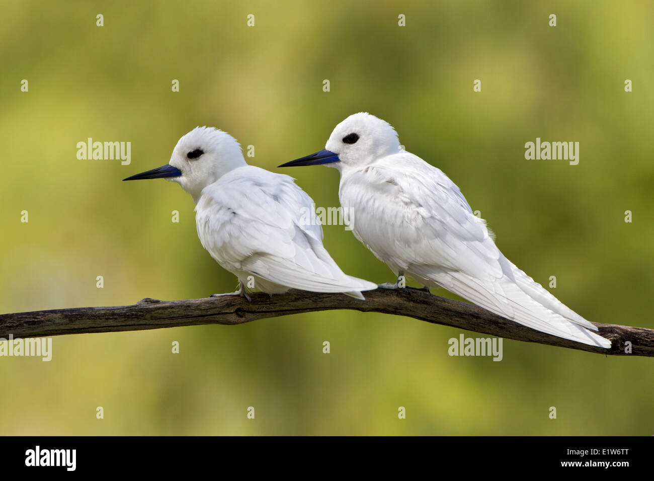 White tern (Gygis alba rothschildi), pair, Sand Island, Midway Atoll ...