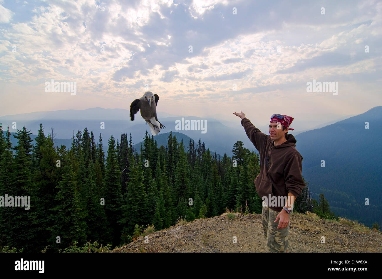 A Clark's Nutcracker flies towards the camera at Cascade Lookout in E.C ...
