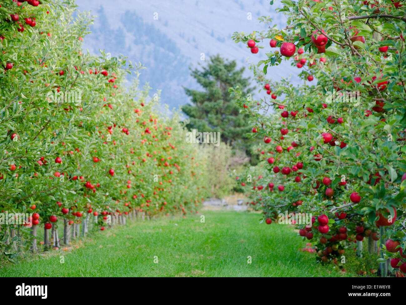 Delicious apples hangs from the trees in an orchard in Cawston, in the ...