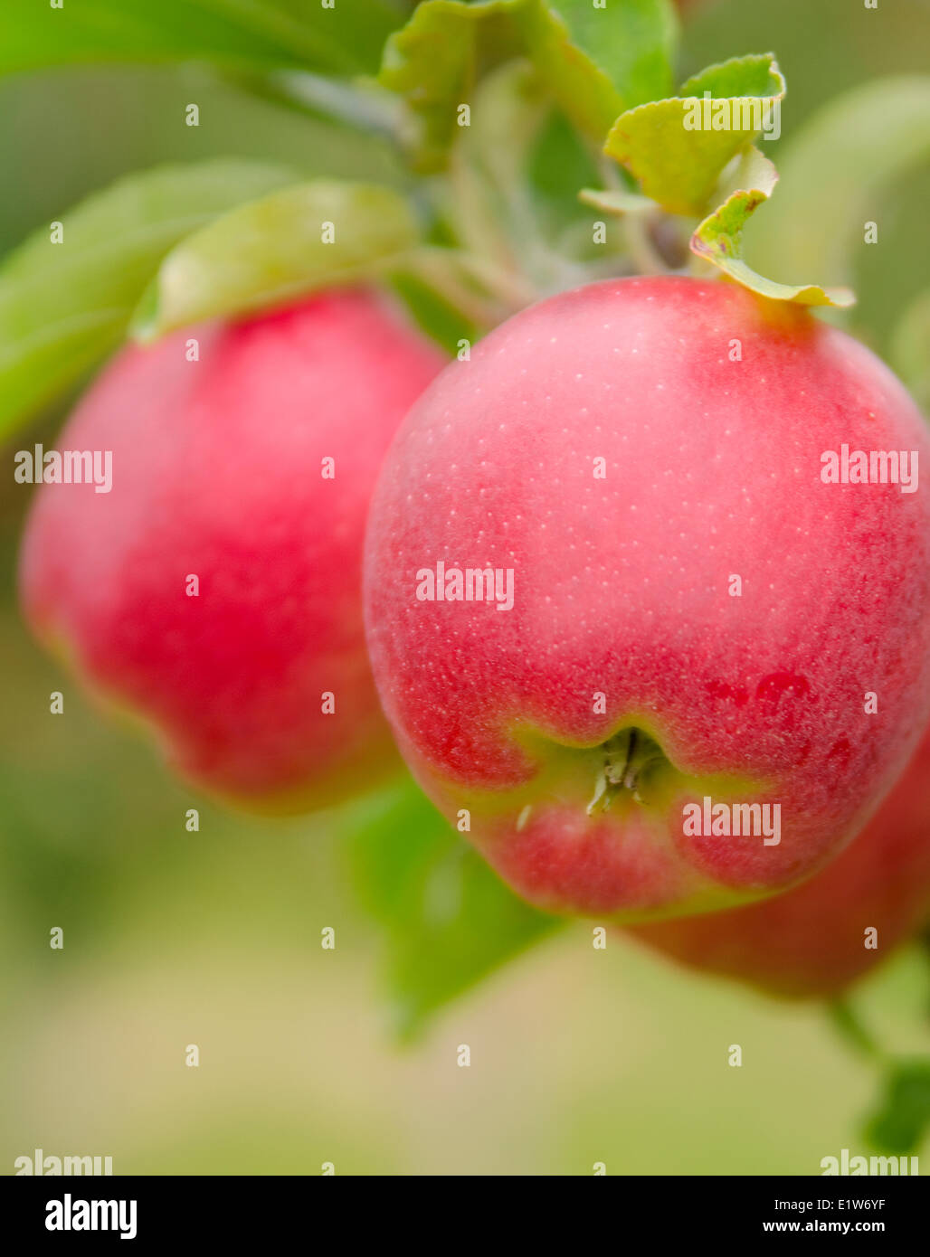 British apple tree hi-res stock photography and images - Alamy