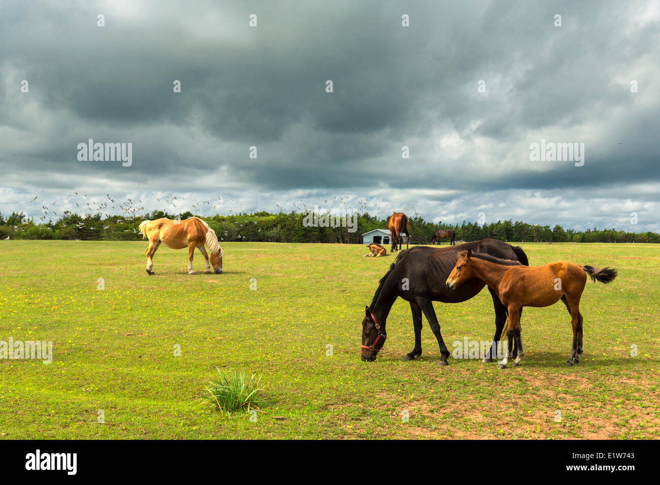 Horses, Seacow Pond, Prince Edward Island, Canada Stock Photo - Alamy