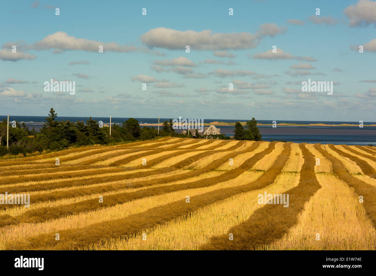Cut grain field, Springbrook, Prince Edward Island, Canada Stock Photo ...
