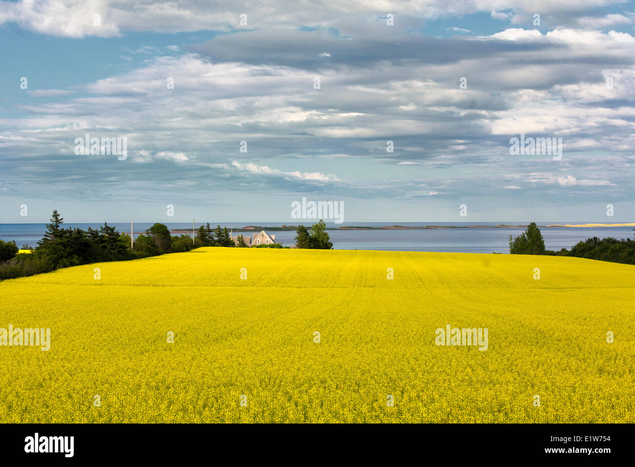 Canola, Springbrook, Prince Edward Island, Canada Stock Photo - Alamy