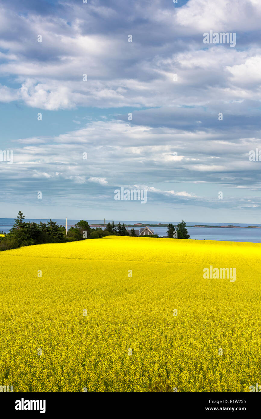 Canola, Springbrook, Prince Edward Island, Canada Stock Photo - Alamy