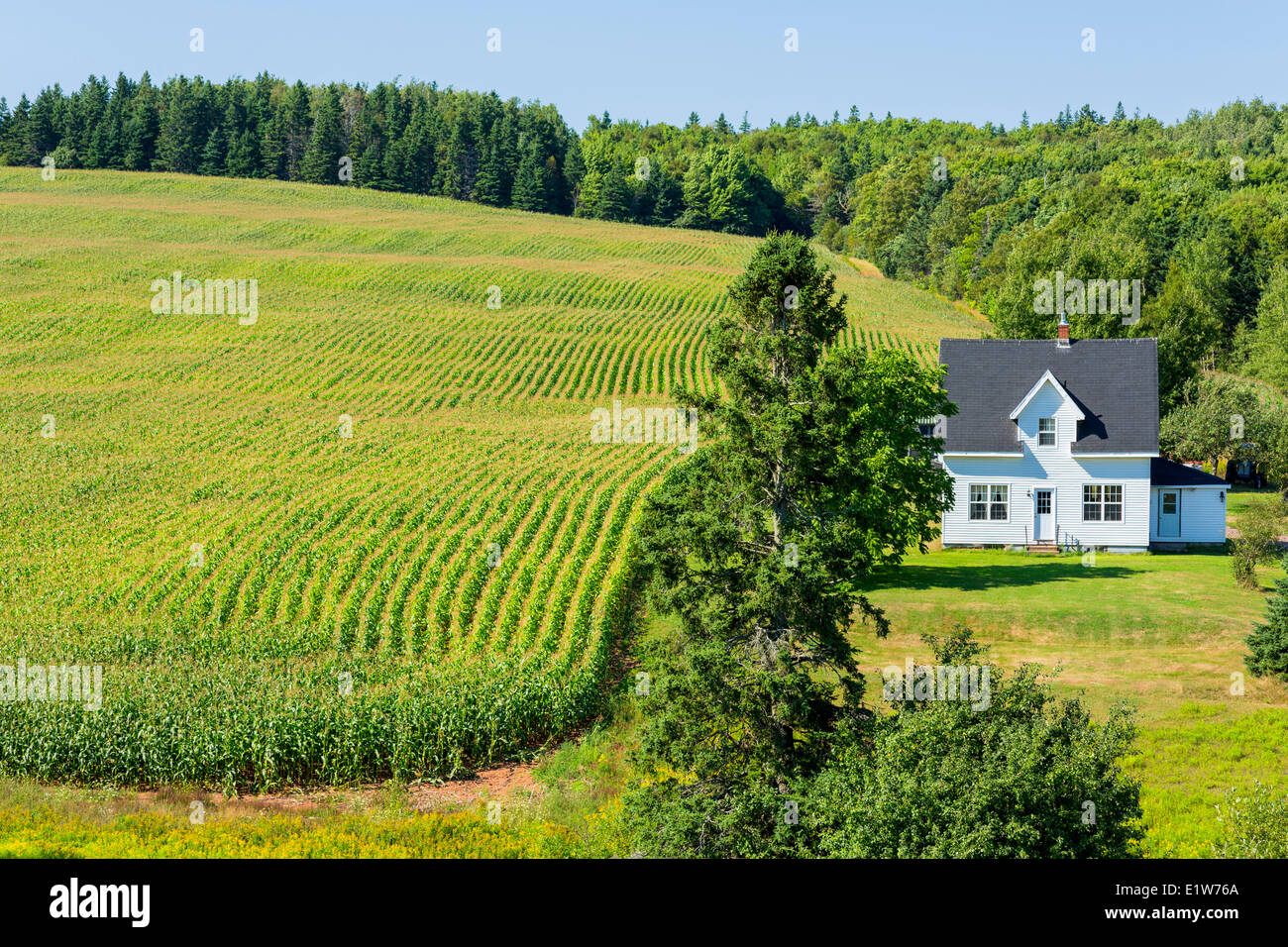 Hazel grove hi-res stock photography and images - Alamy