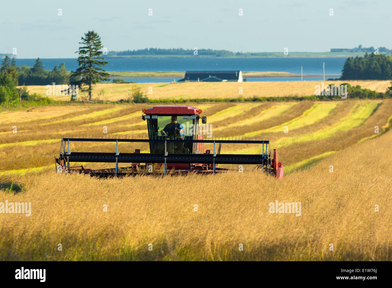 Grain farming canada hi-res stock photography and images - Alamy