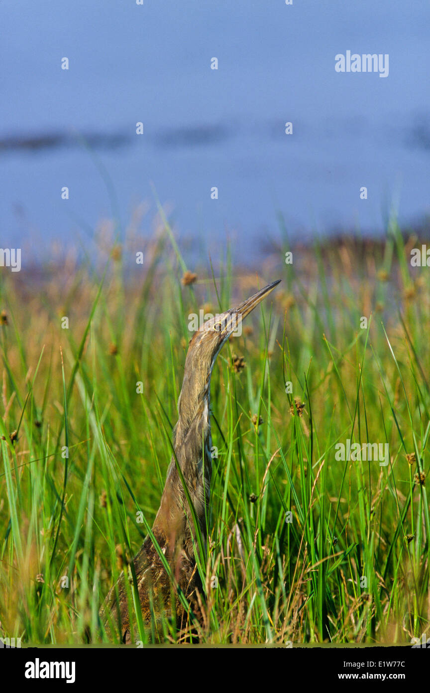 Bittern heron bitterns bird birds hi-res stock photography and images ...