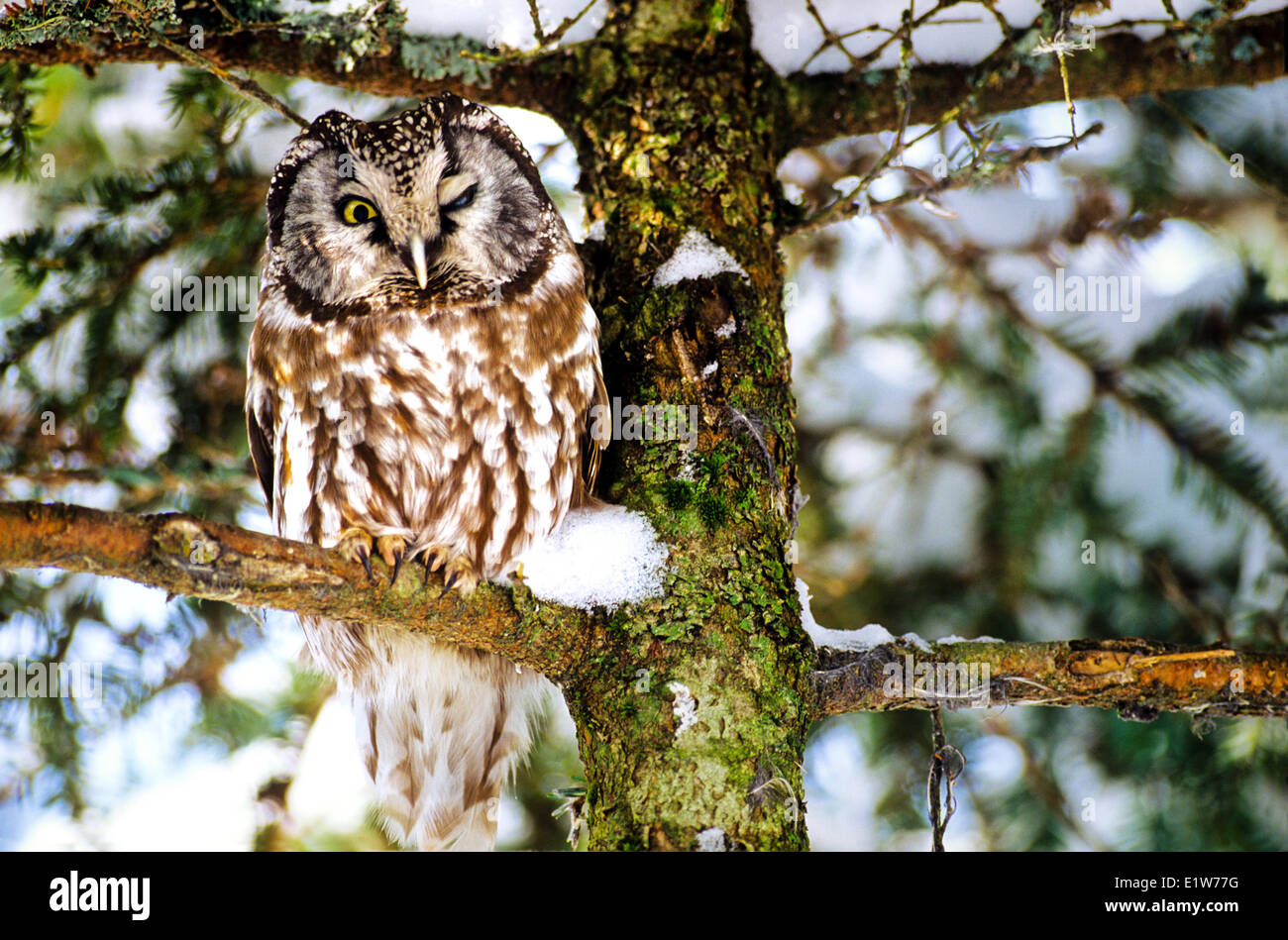 Boreal owl photography hi-res stock photography and images - Alamy