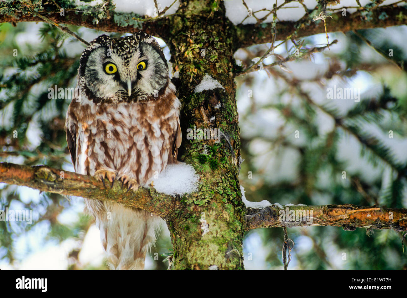 Boreal Owl, (Aegolius funereus Stock Photo - Alamy