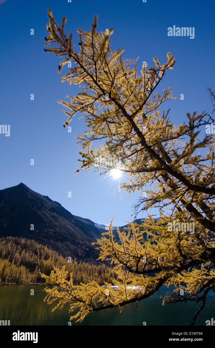 Larch tree towers over Glacier Lake in Cathedral Park in the autumn in ...