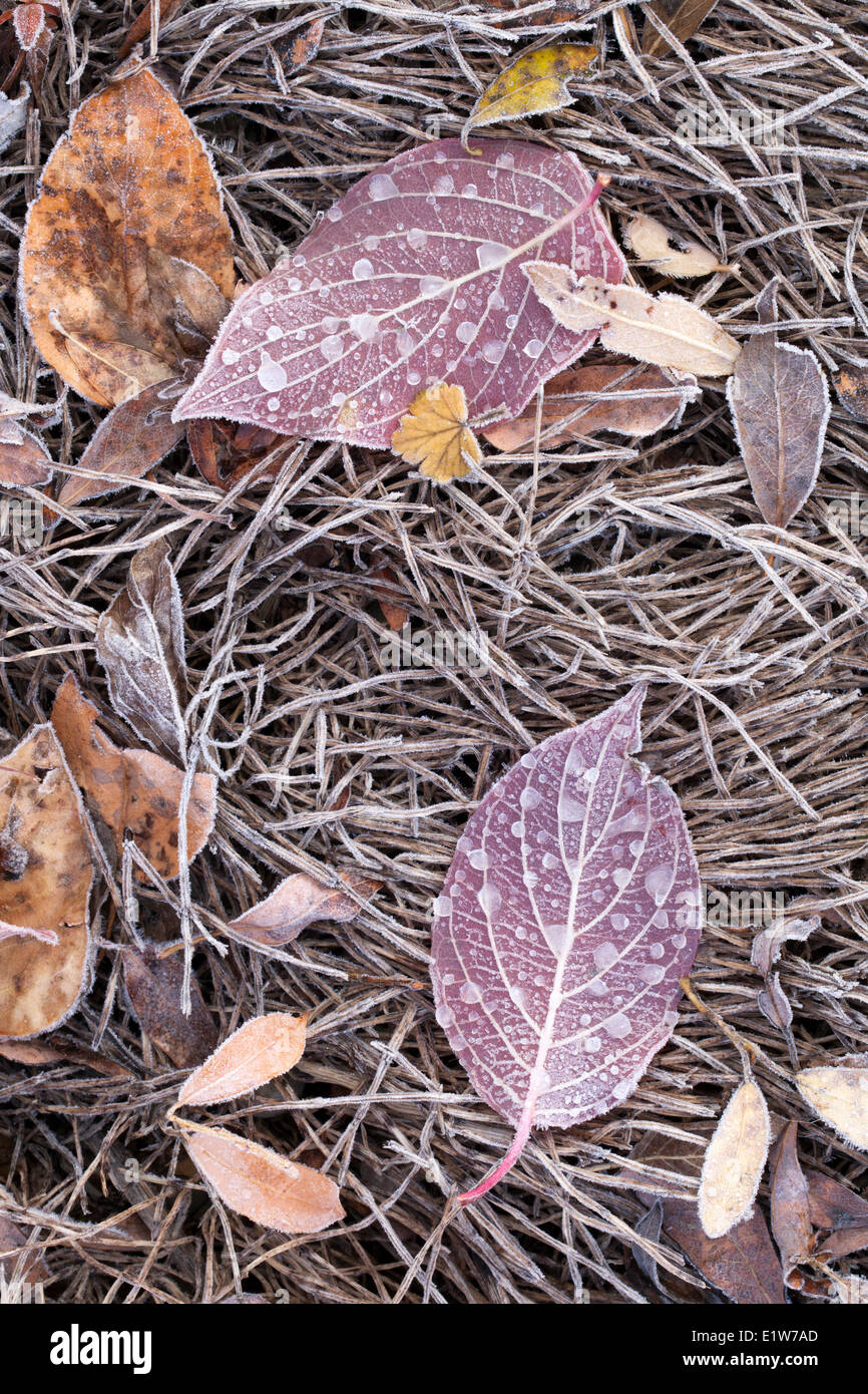 frosty aspen leaves and grass in rural Alberta, Canada Stock Photo - Alamy