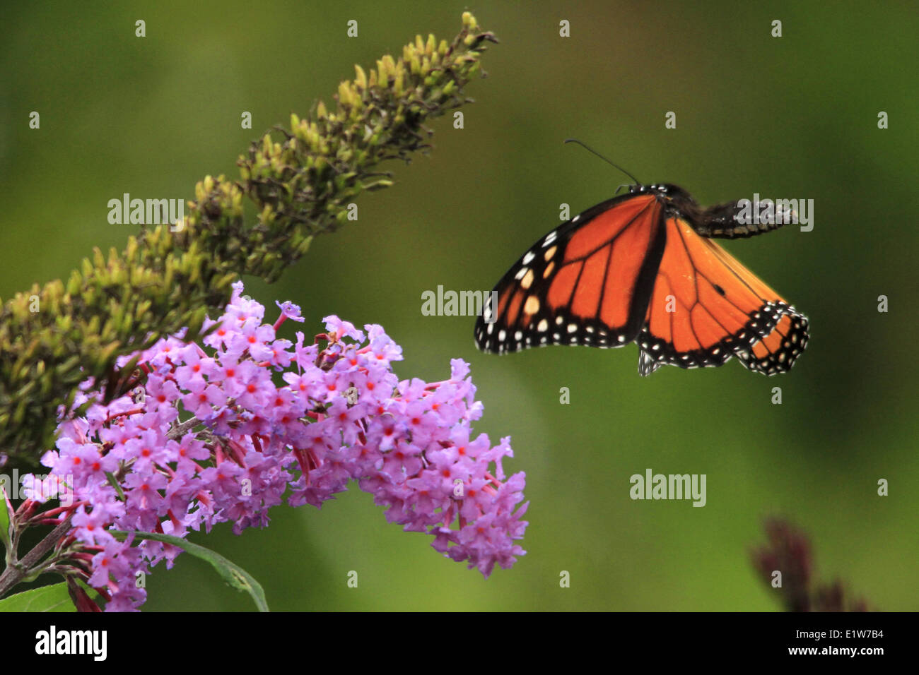 Butterfly in flight hi-res stock photography and images - Alamy