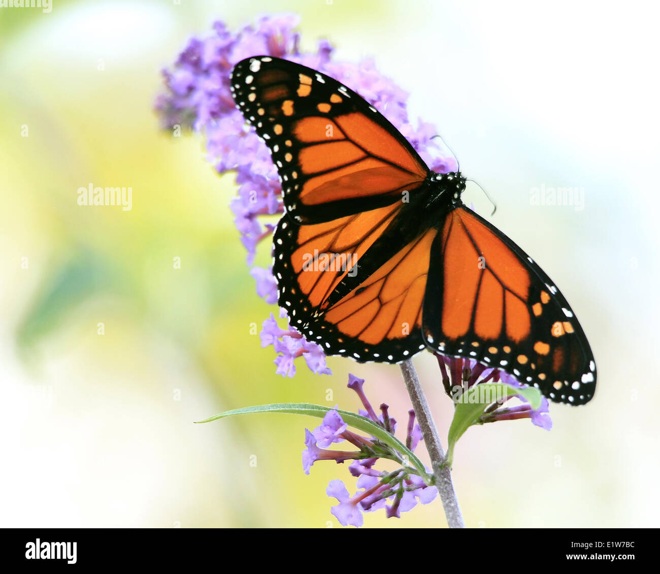 Milkweed monarch hi-res stock photography and images - Alamy
