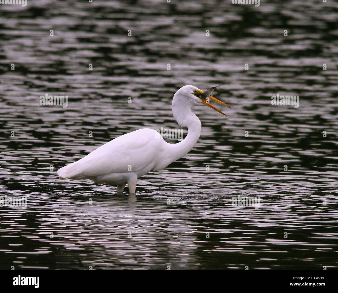 Large birds that eat fish hi-res stock photography and images - Alamy