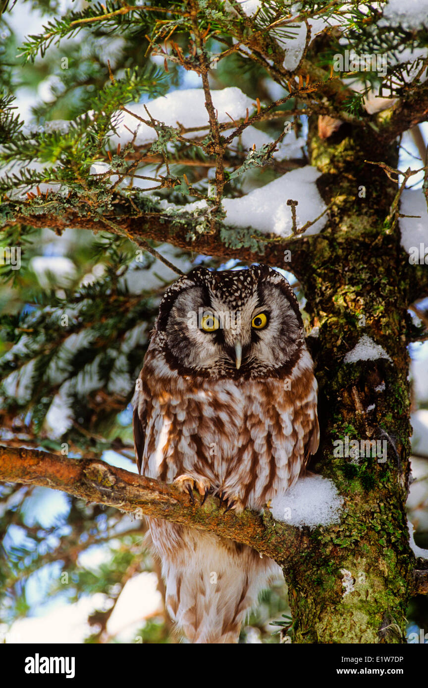 (Aegolius funereus) Boreal Owl Stock Photo - Alamy